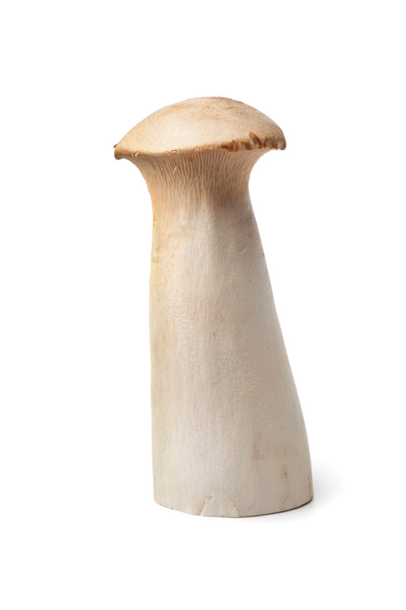 Blue Oyster — MotorSpores